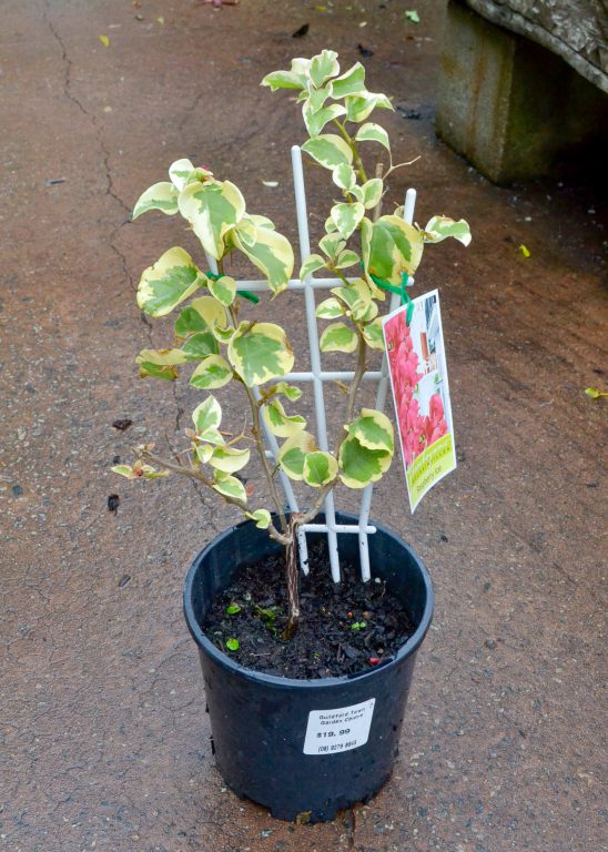 Bougainvillea - Raspberry Ice - Guildford Garden Centre