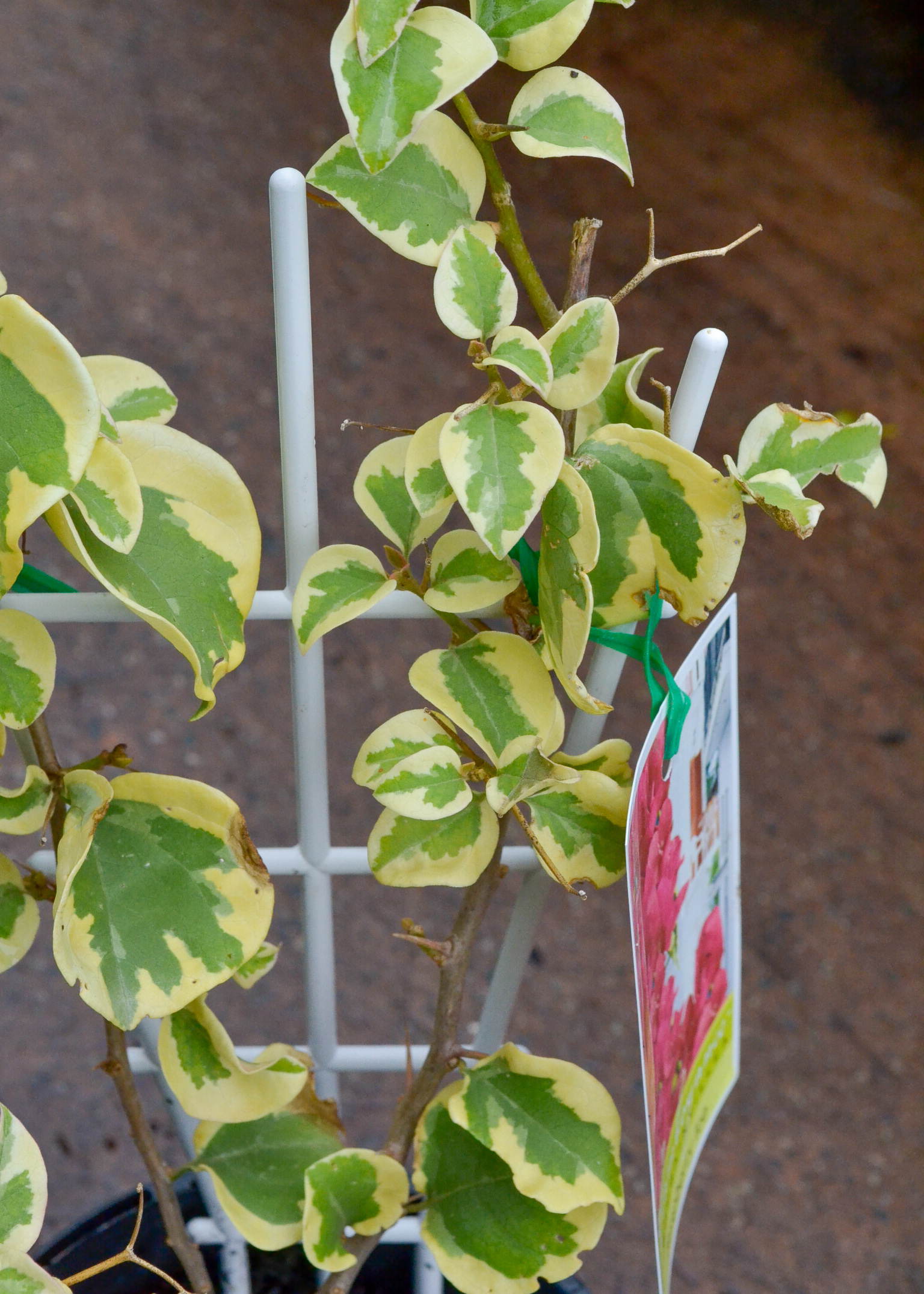Bougainvillea - Raspberry Ice - Guildford Garden Centre