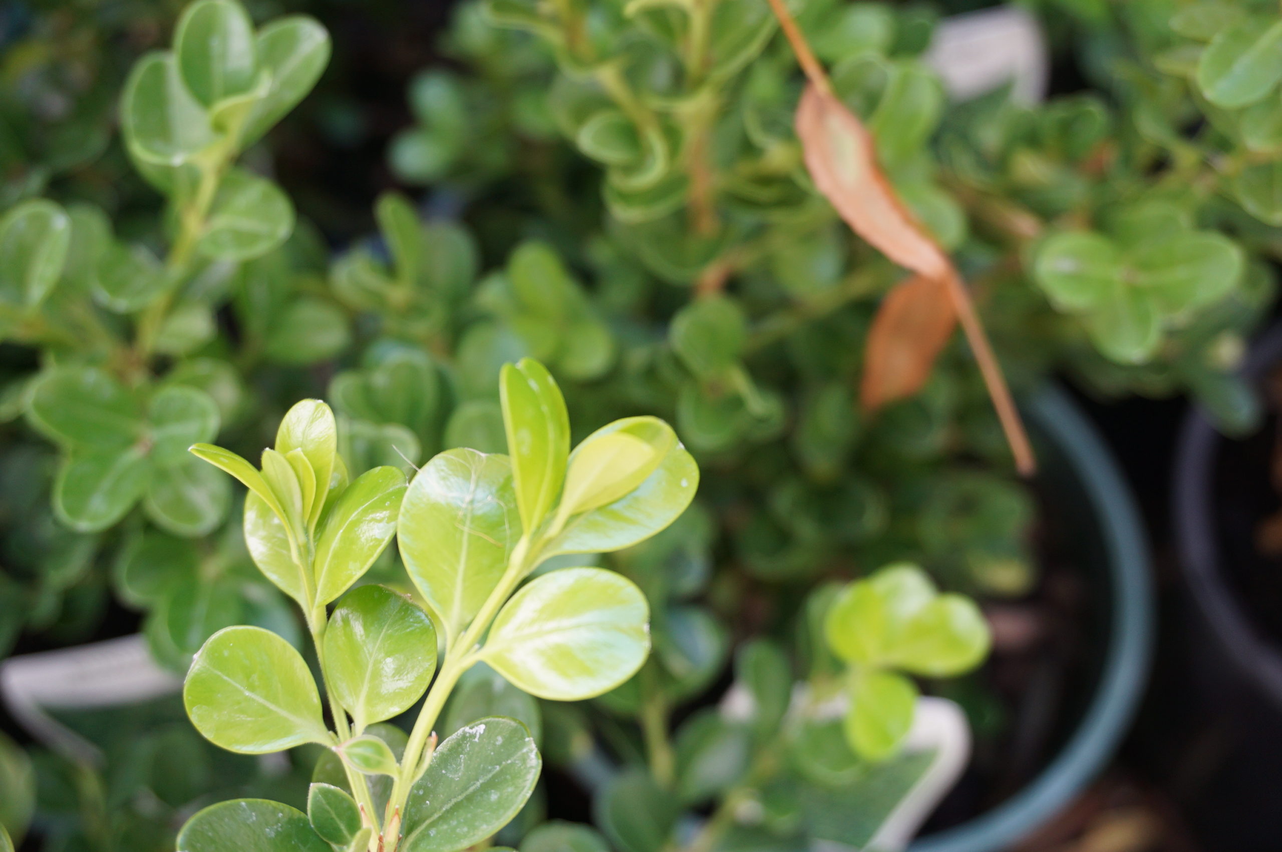 Buxus - Japanese Box - Guildford Garden Centre