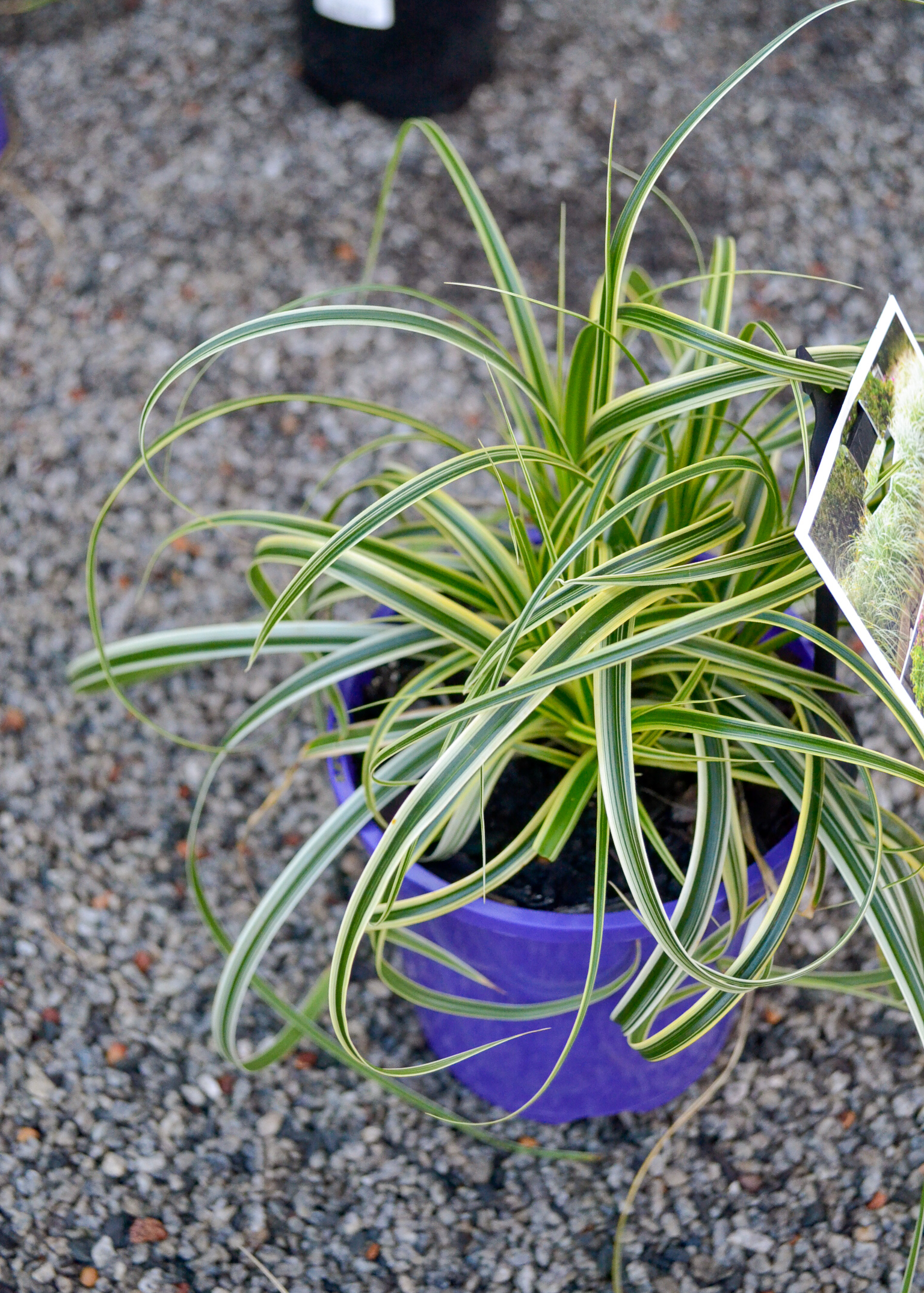 Carex - Feather Falls - Guildford Garden Centre