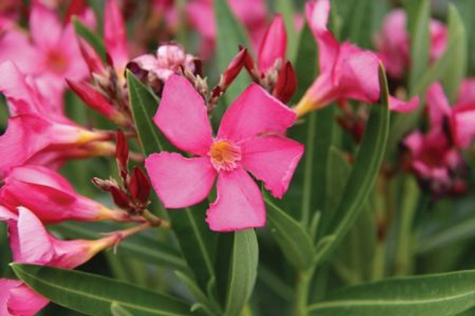 Oleander - Mediterranean Rose - Catalina - Guildford Garden Centre