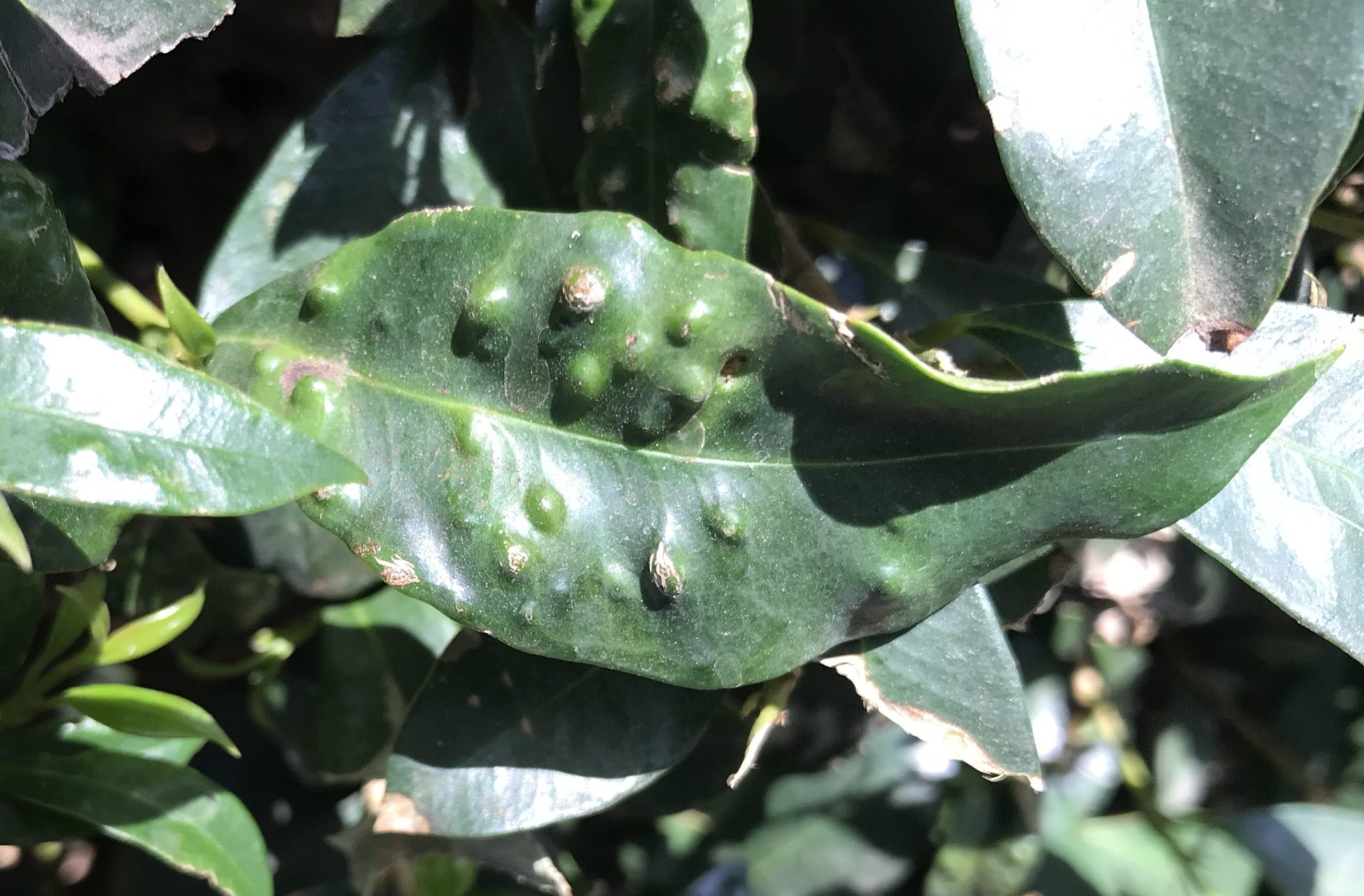 How to Control Lilly Pilly Psyllids in Perth - Guildford Garden Centre