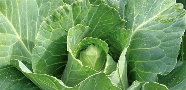 Cabbage - Early Jersey Wakefield - Diggers Seeds - Guildford Garden Centre