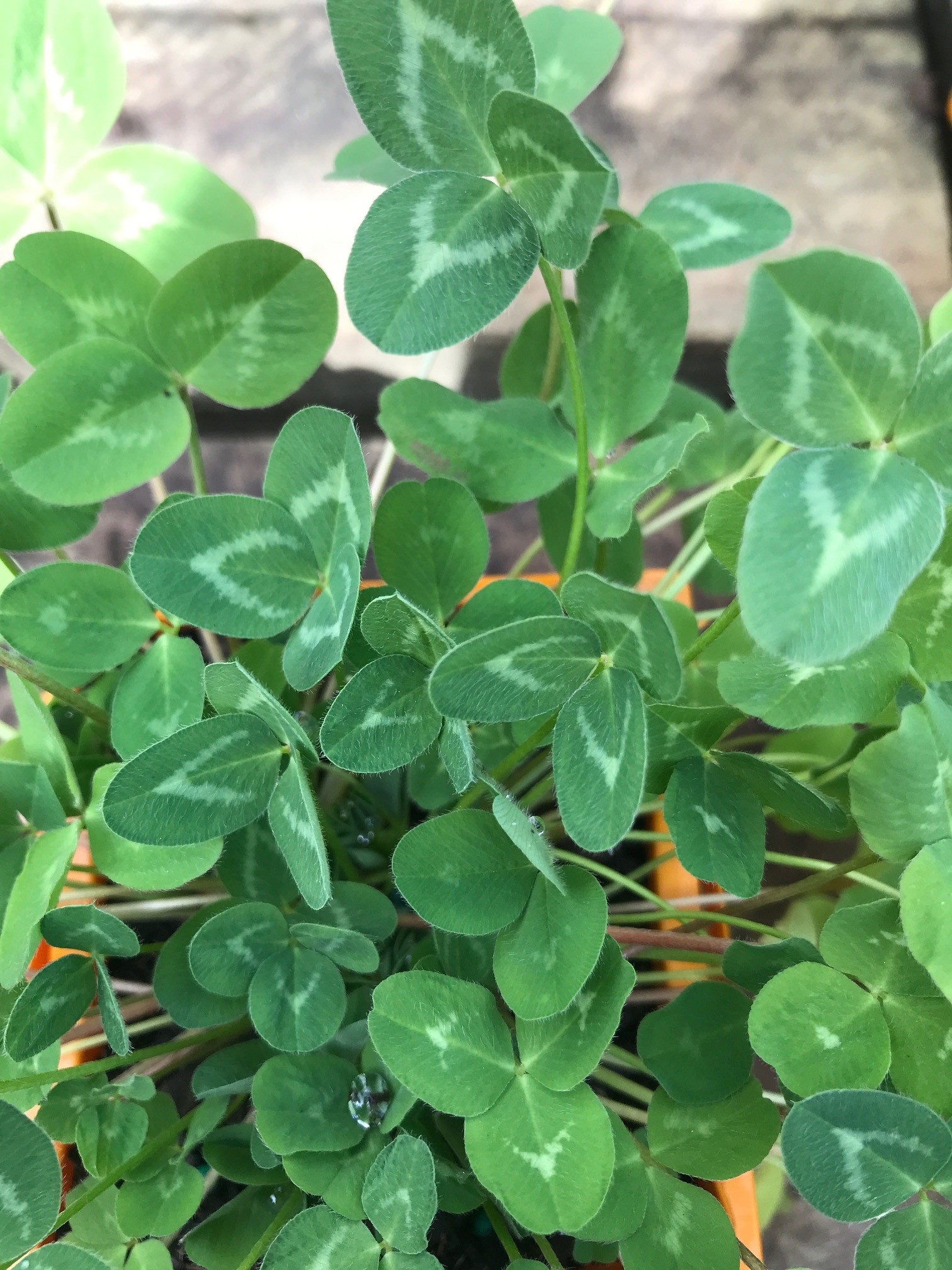 Red Clover - Renaissance Herbs - Perth Garden Centre