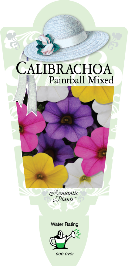 Calibrachoa - Paintball Mix - Romantic Plants - Perth, WA - Garden Centre