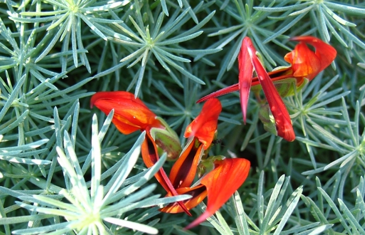 Trailing Lotus - Lawn - Guildford Garden Centre