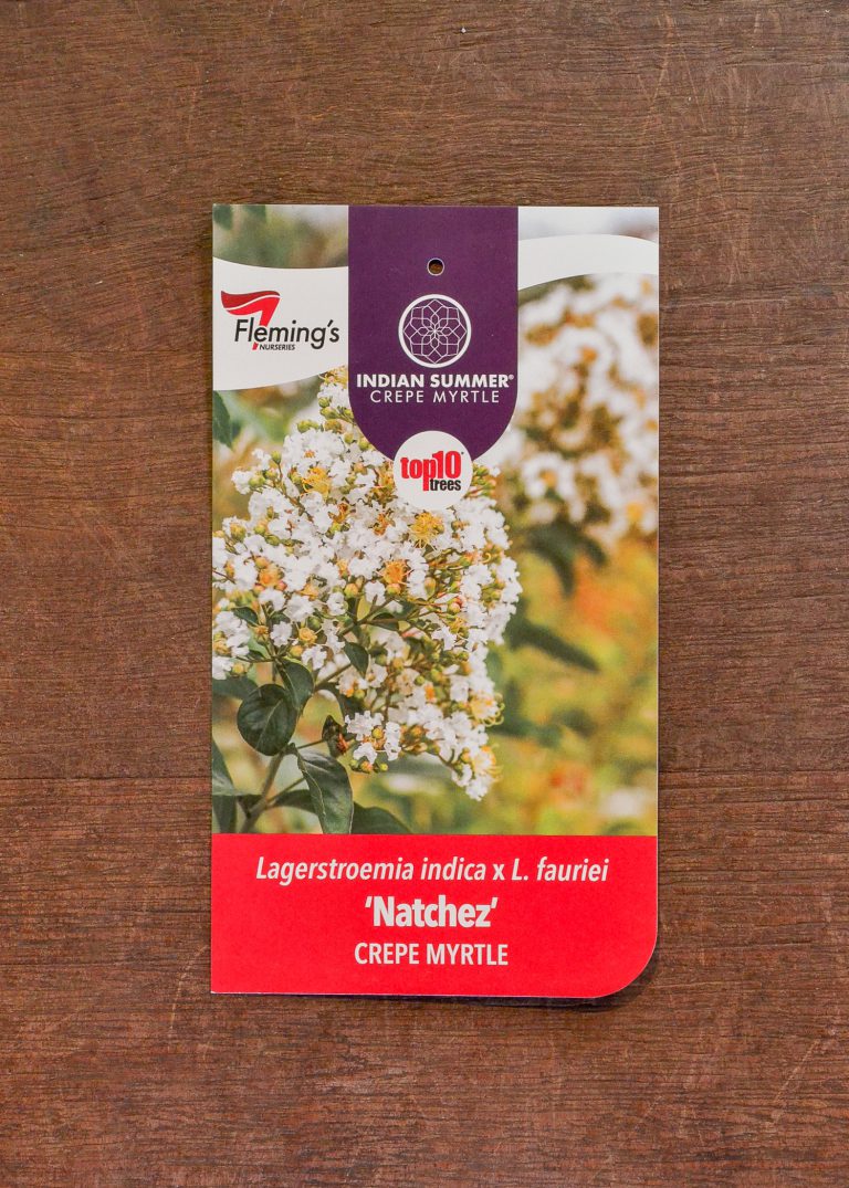 Crepe Myrtle Natchez Tree - Perth, WA - Online Garden Centre
