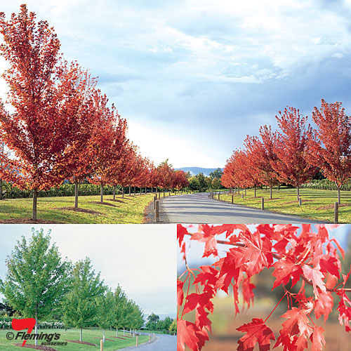 Maple - Lipstick - Autumn Blaze® - Guildford Garden Centre