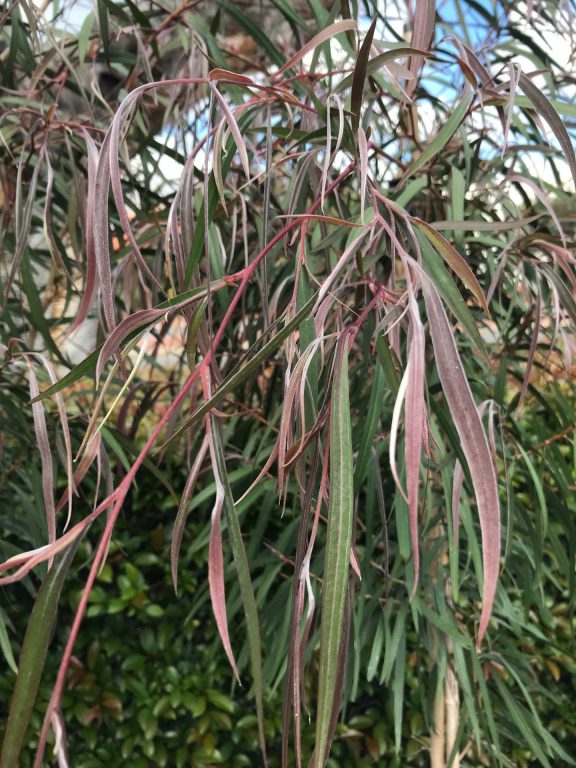 Agonis - Peppermint Tree - Burgundy - Guildford Garden Centre