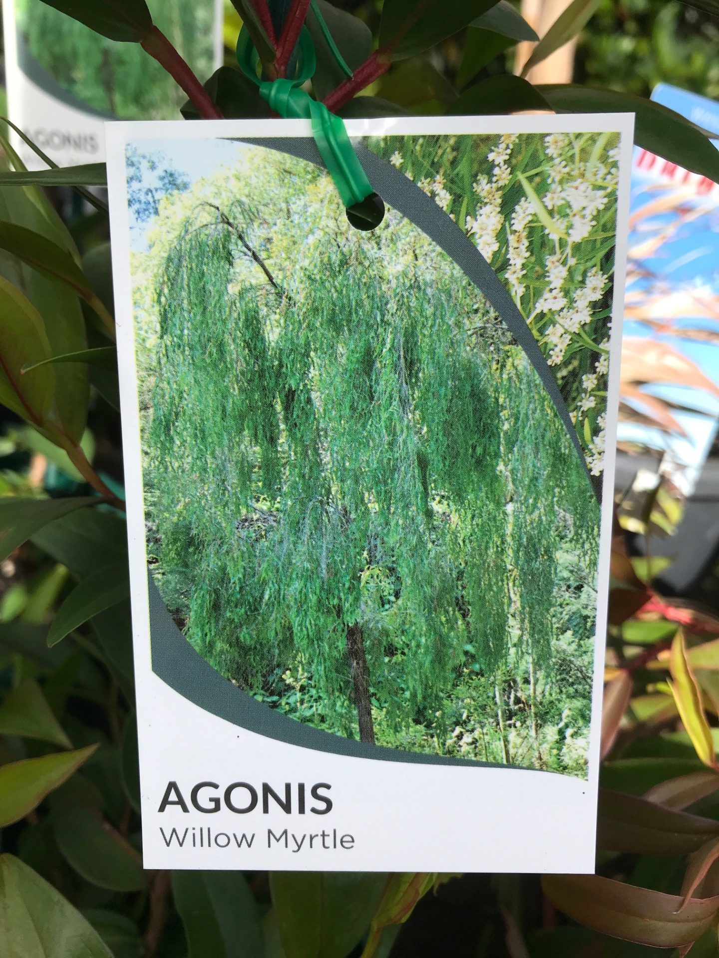 Agonis - Peppermint Tree - Guildford Garden Centre