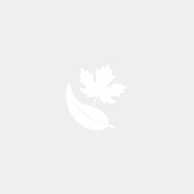 Frangipani - Blushing - Guildford Garden Centre