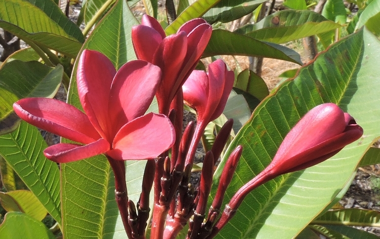 Frangipani - Blood Sunset - Guildford Garden Centre