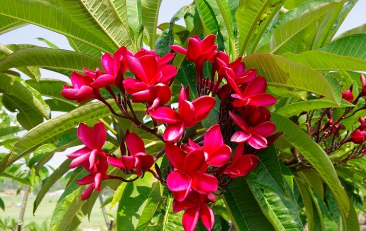 Frangipani - Pure Red - Guildford Garden Centre