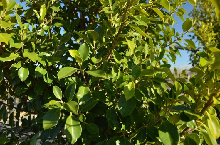 Ficus hillii - Flash - Guildford Garden Centre