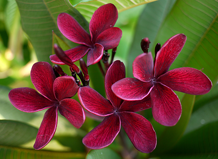 Frangipani - Black Widow - Guildford Garden Centre