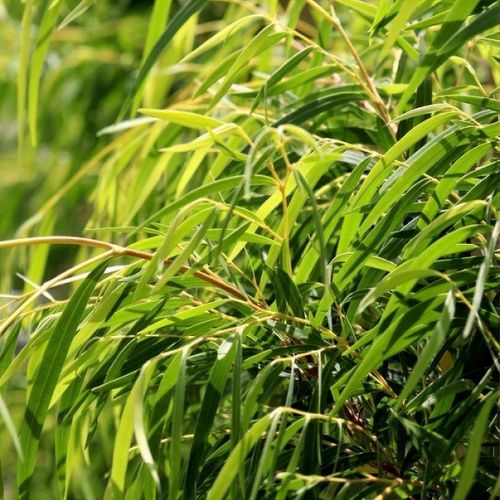 Agonis - Peppermint Tree - Lemon & Lime - Perth, WA - Garden Centre