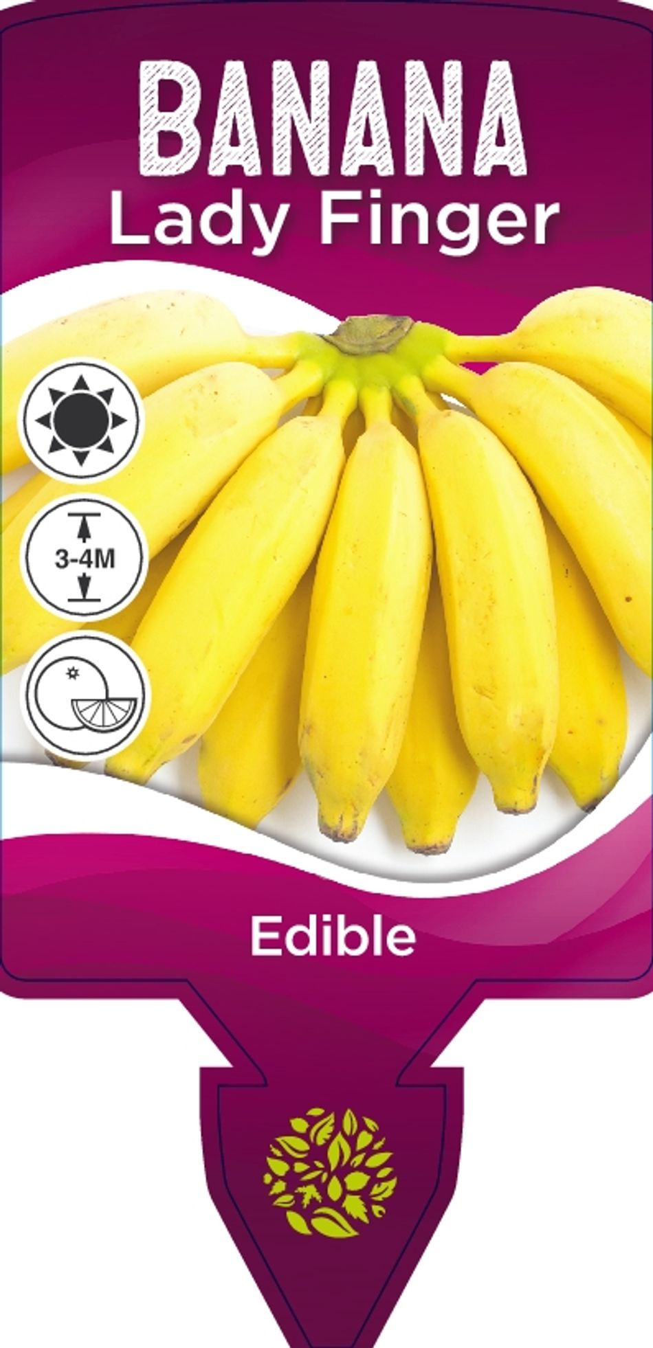 Banana - Lady Finger - Guildford Garden Centre