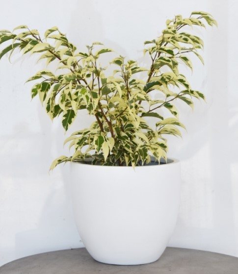 Ficus - Starlight - Guildford Garden Centre