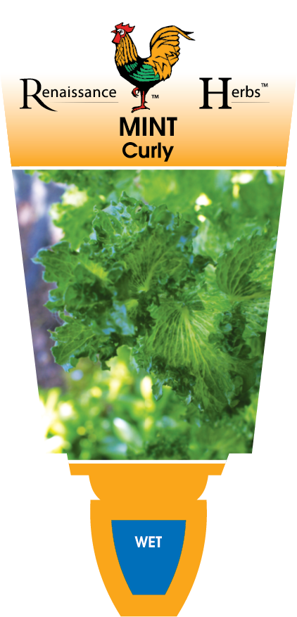 Mint - Spearmint - Curly - Guildford Garden Centre