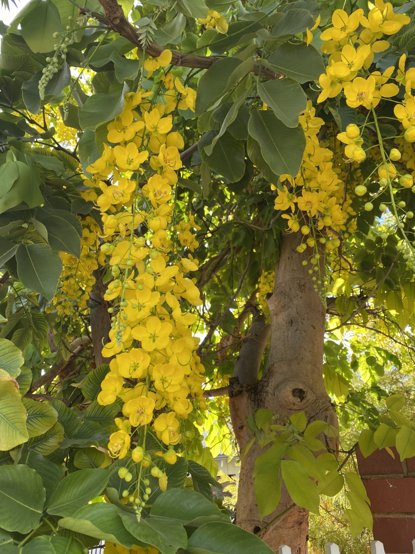 Golden Shower Tree - Cassia fistula - Guildford Garden Centre