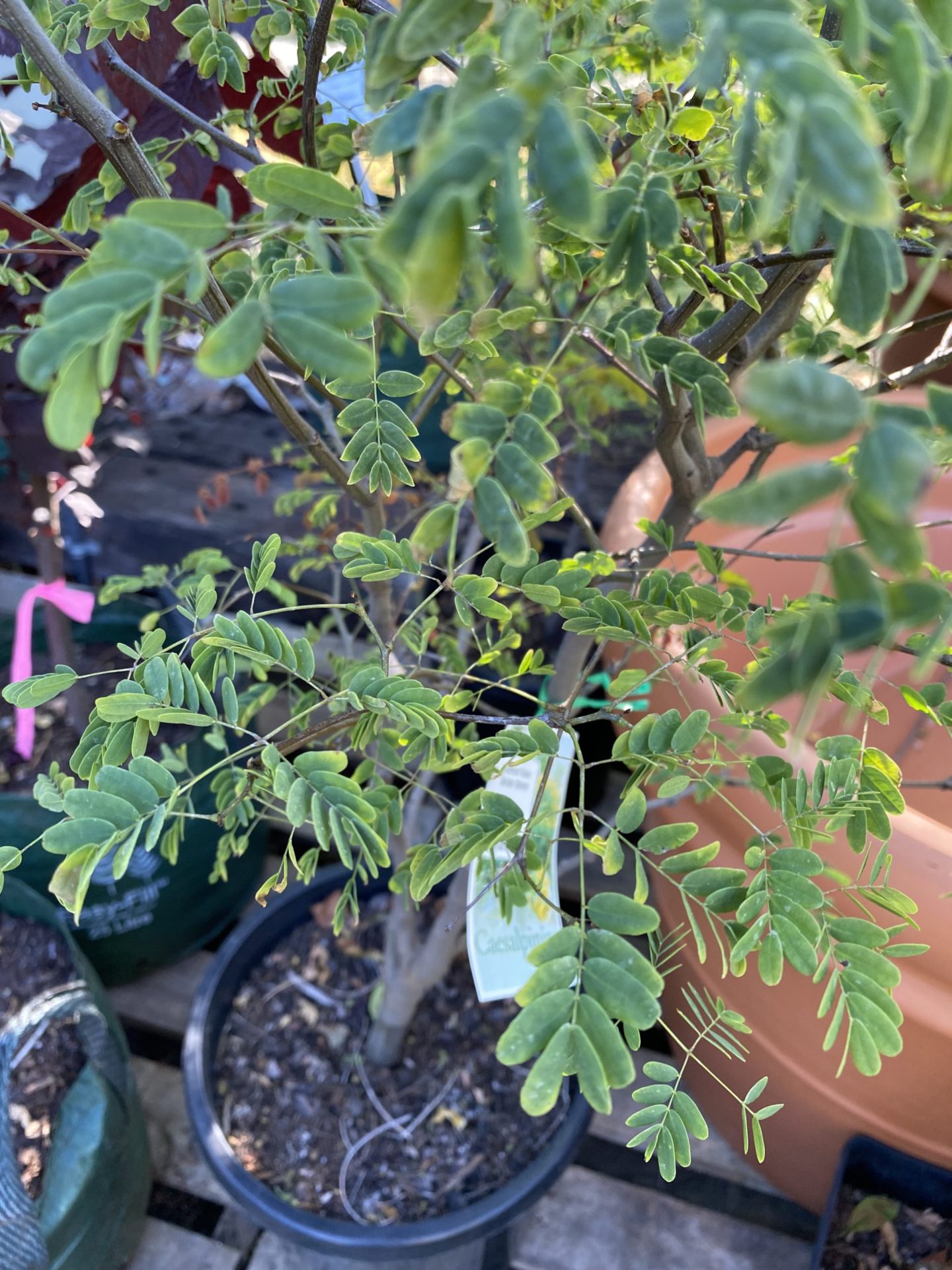 Leopard Tree - Caesalpinia ferrea - Guildford Garden Centre