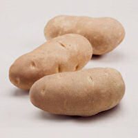 Seed Potato - Ranger Russet - Guildford Garden Centre