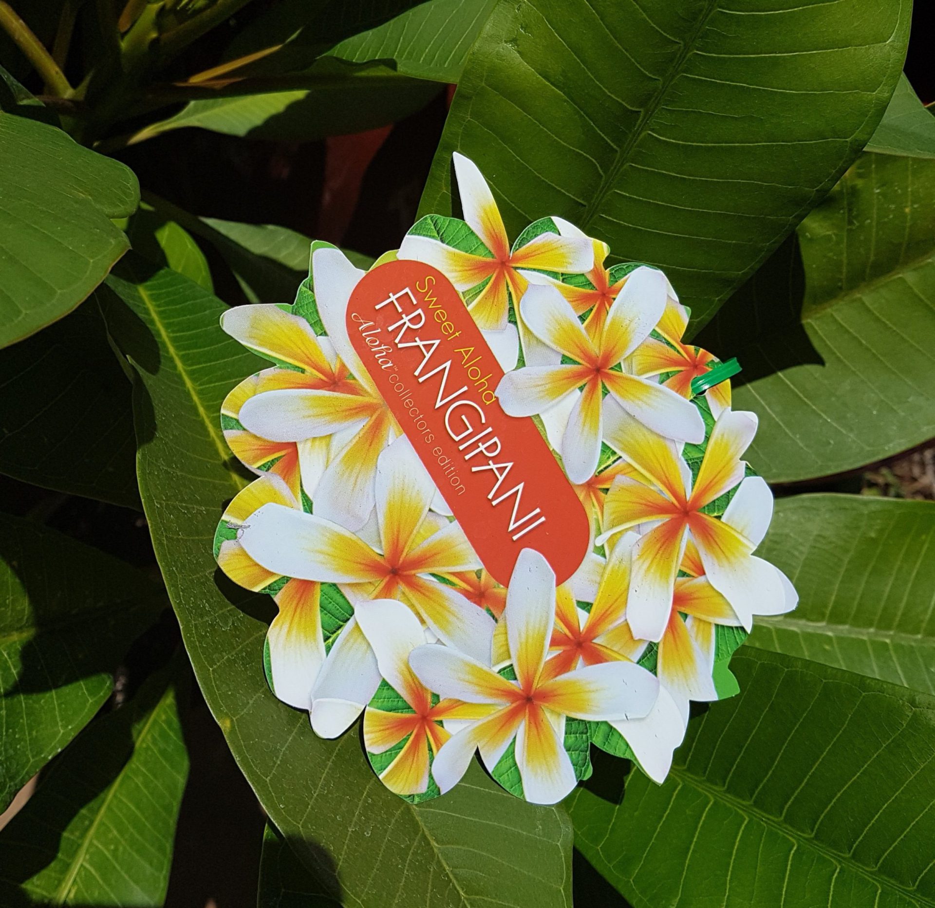 Frangipani - Sweet Aloha - Guildford Garden Centre