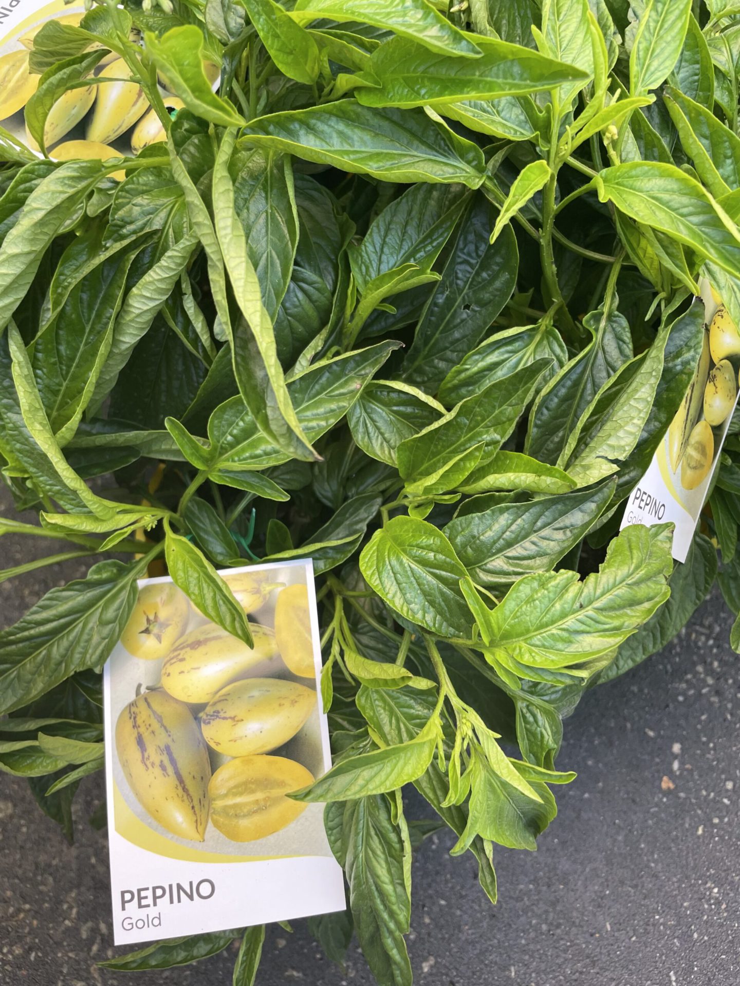 Pepino - Guildford Garden Centre