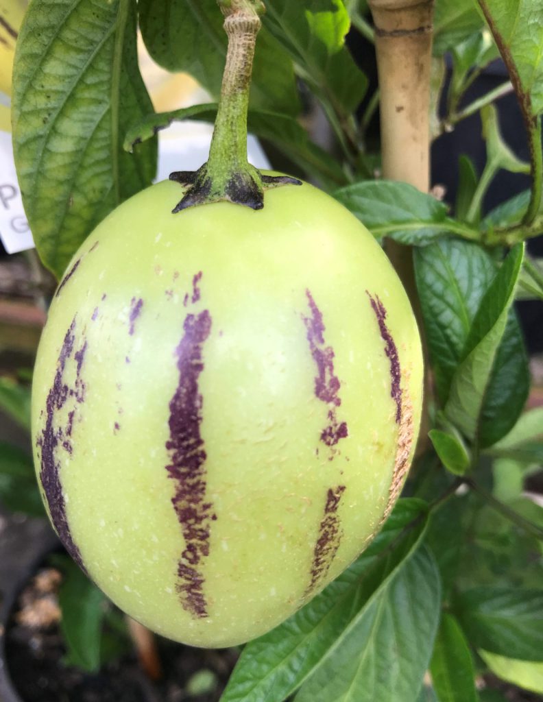 Pepino - Guildford Garden Centre