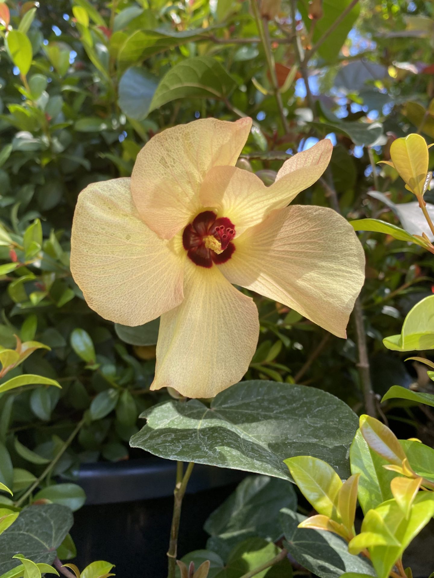 Native Hibiscus - Red Cottonwood - Guildford Garden Centre
