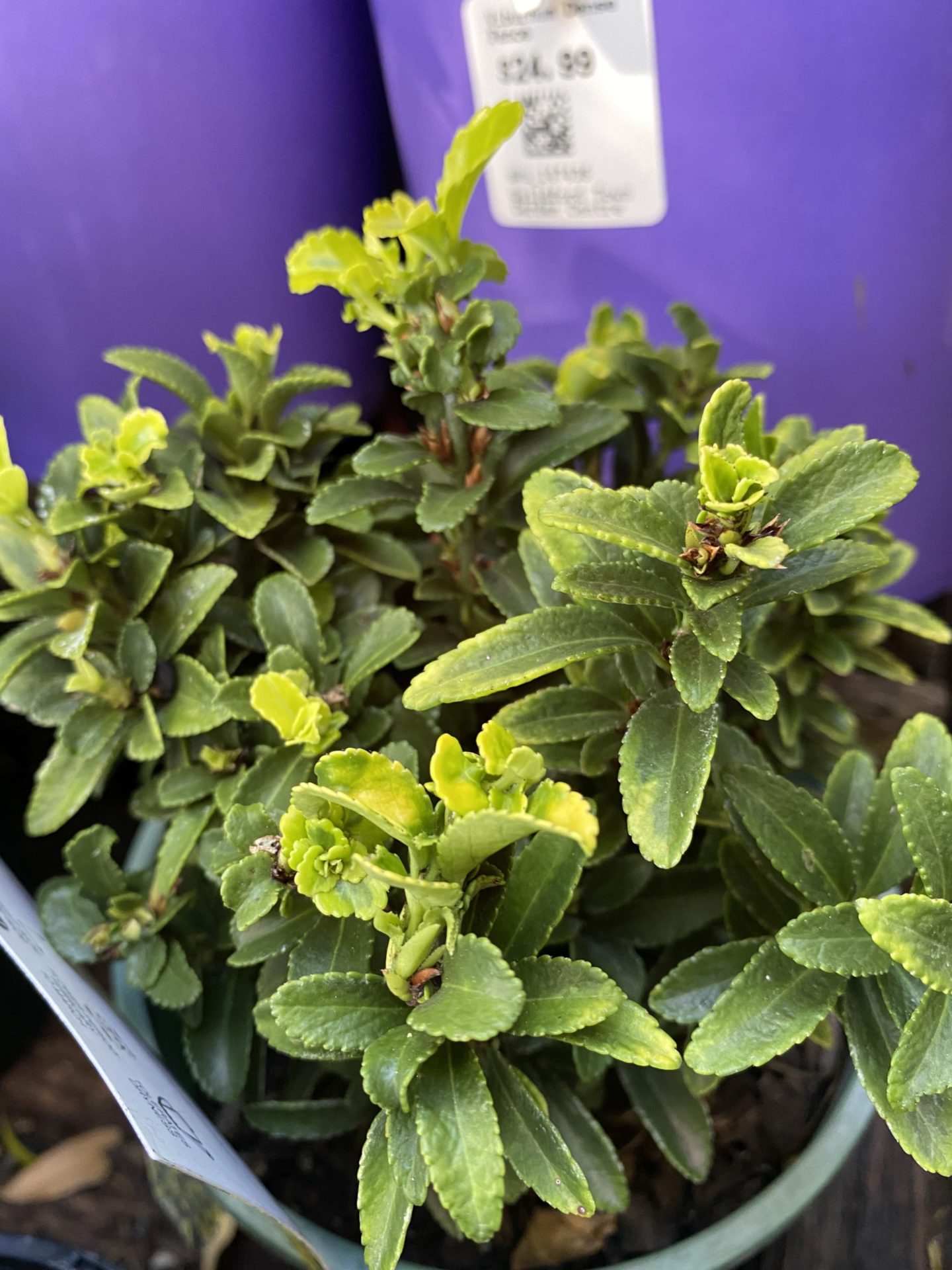 Euonymus Japanese Laurel - Golden Variegated - Guildford Garden Centre