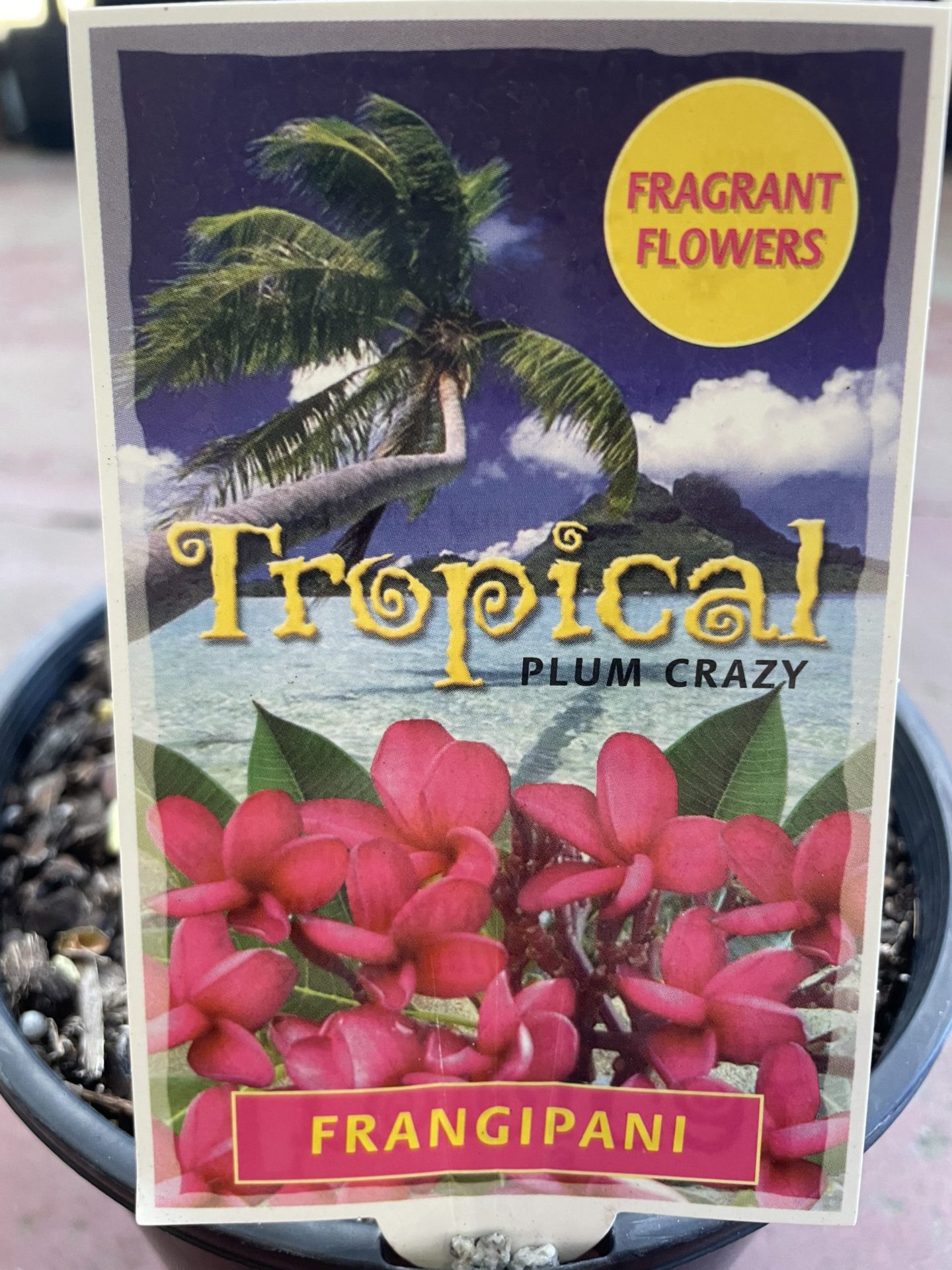 Frangipani - Plum Crazy - Guildford Garden Centre