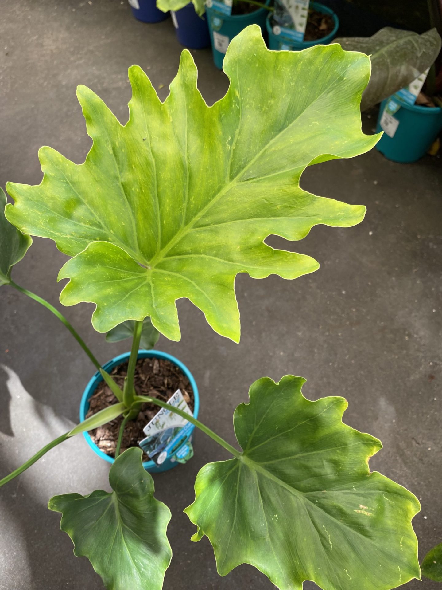 Philodendron - Hope - Guildford Garden Centre