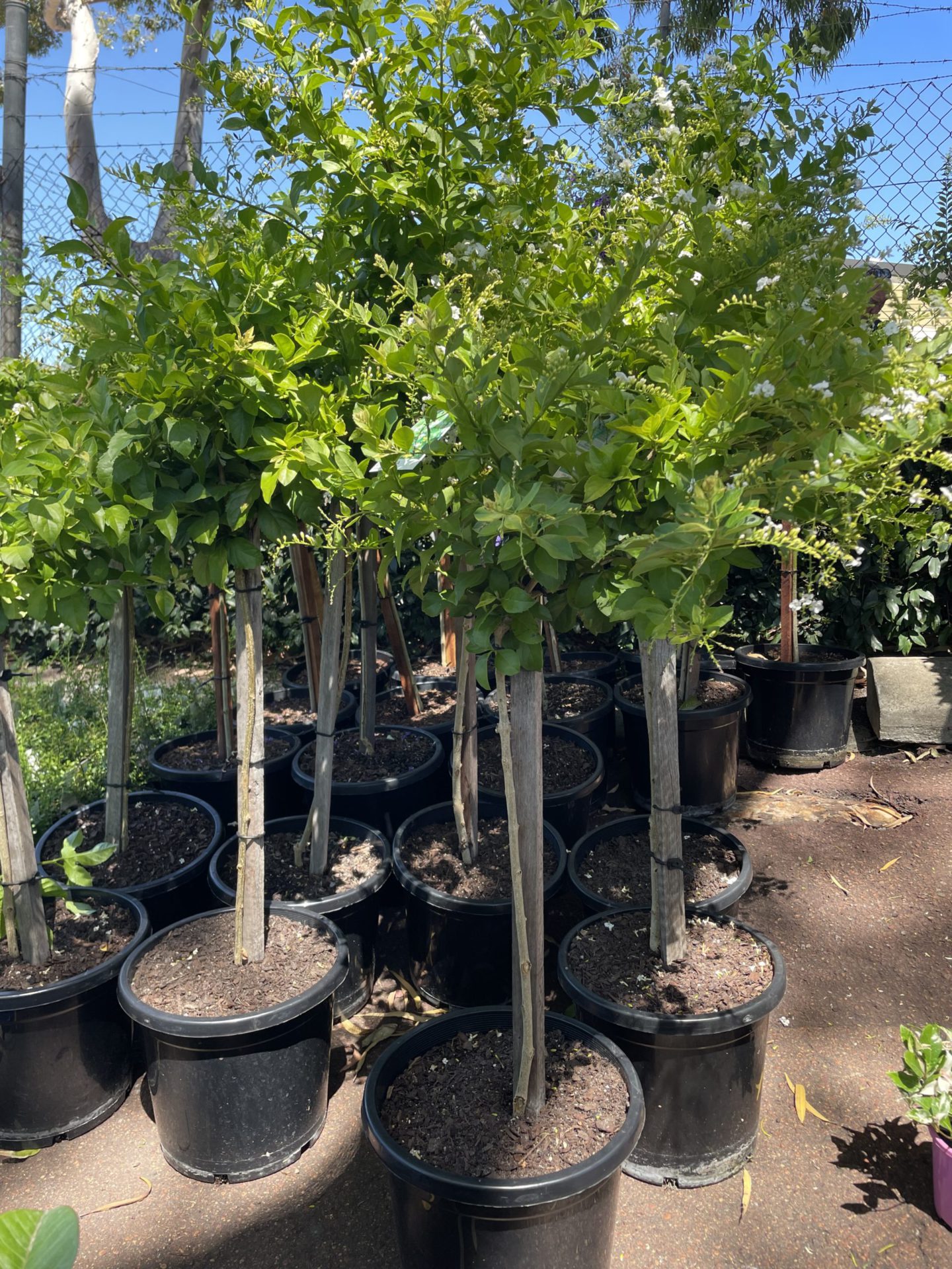 Duranta erecta - Alba - Standard - Guildford Garden Centre