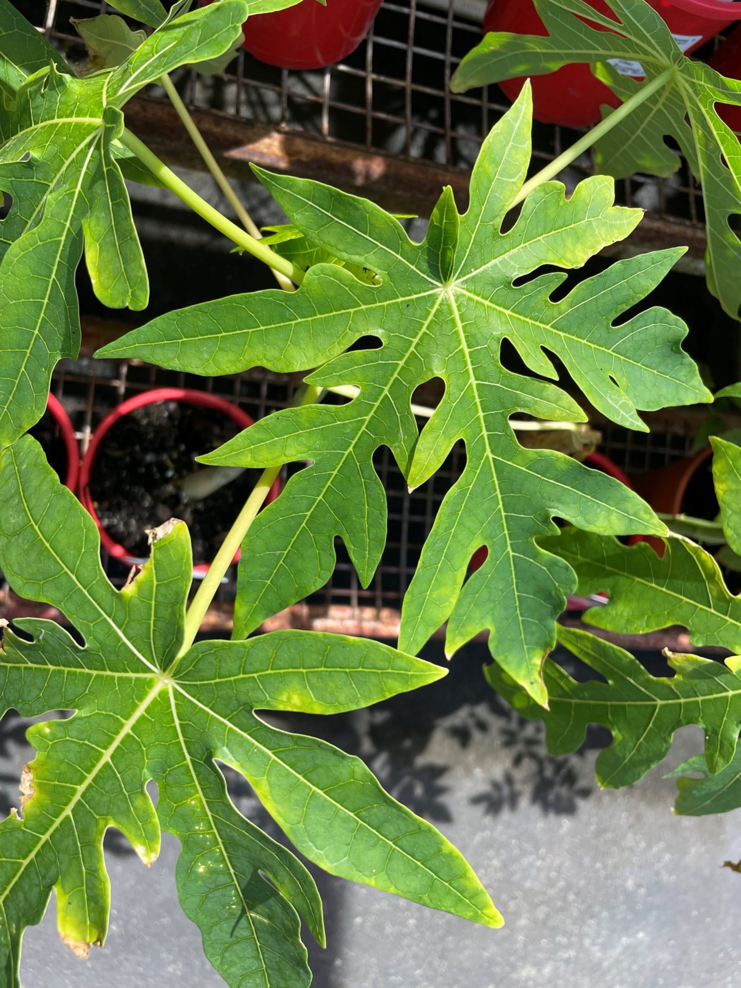 Papaya - Paw paw - Red Lady - Guildford Garden Centre