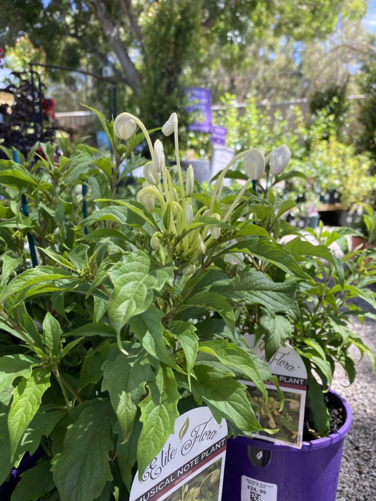 Rotheca - Musical Note Plant - Guildford Garden Centre