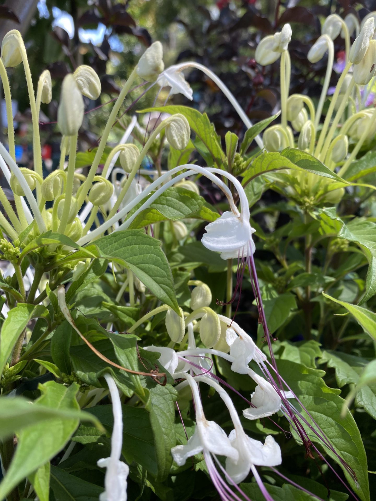 Rotheca - Musical Note Plant - Guildford Garden Centre