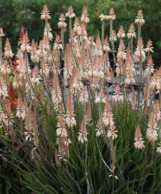 Aloe - Fairy Pink - Guildford Garden Centre