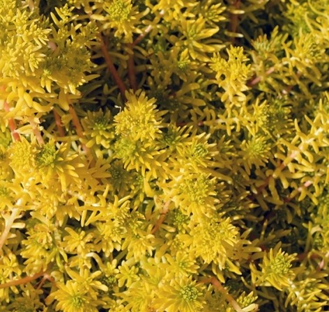 Sedum - Gold Mound - Guildford Garden Centre