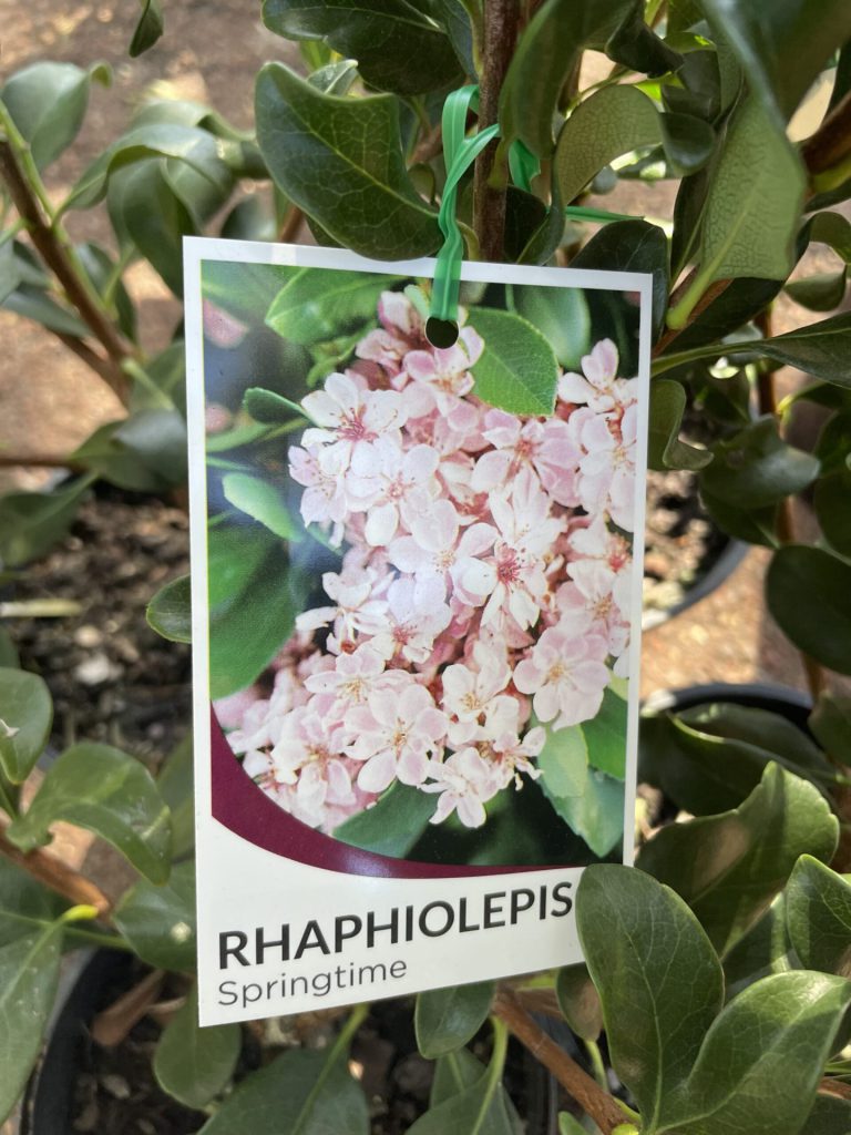 Indian Hawthorn - Springtime - Guildford Garden Centre