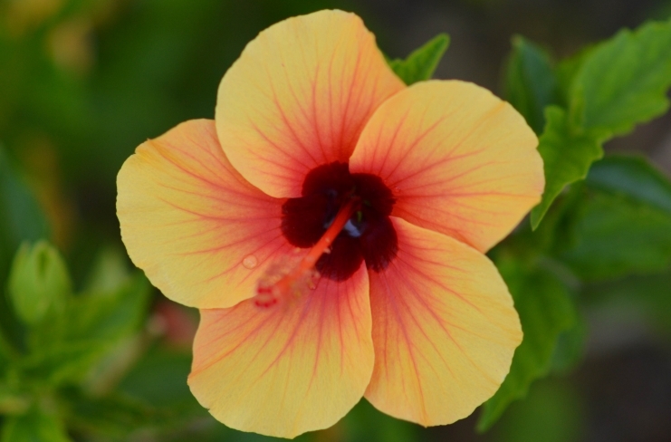 Hibiscus - Reggae Breeze - Guildford Garden Centre