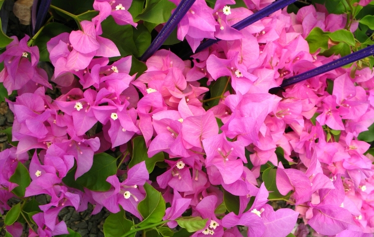 Bougainvillea - Donya - Guildford Garden Centre
