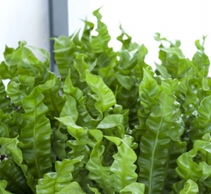 Asplenium - Bird's Nest Fern - Crispy Wave - Guildford Garden Centre