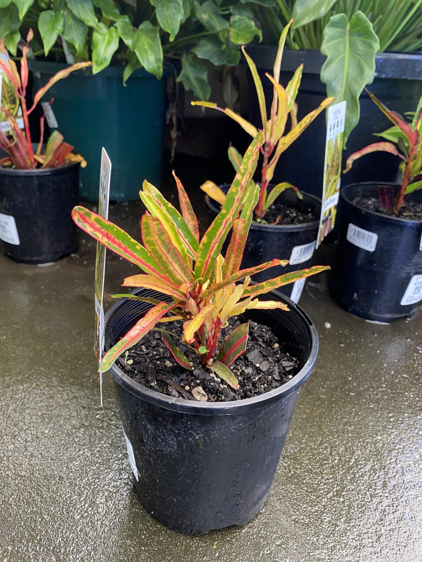 Croton - Little Mia - Guildford Garden Centre