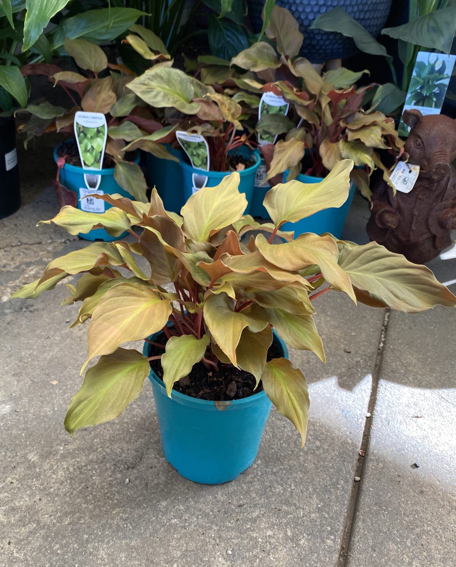 Homalomena - Flaming Red - Guildford Garden Centre