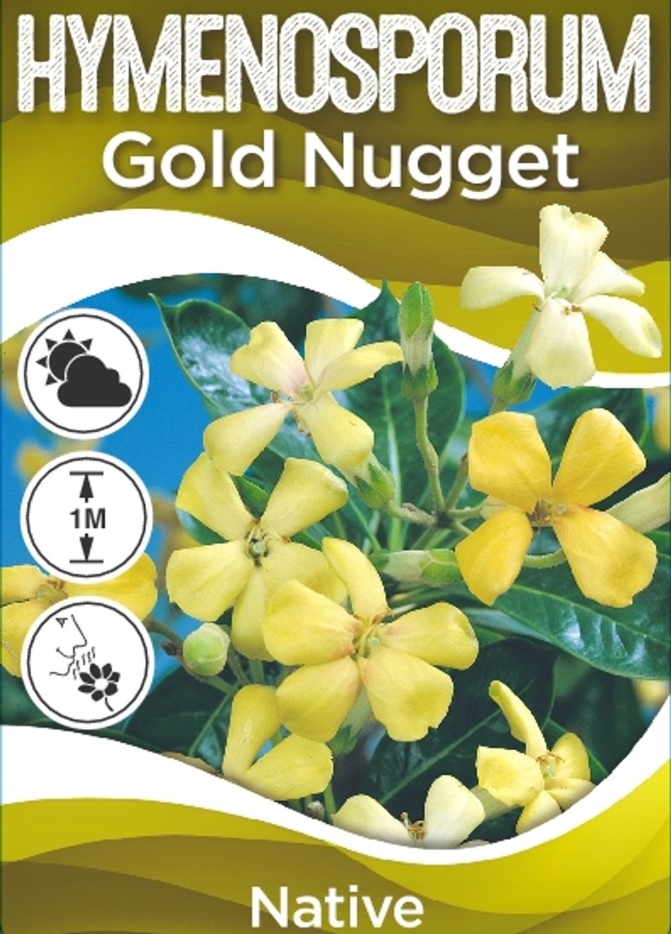 Hymenosporum - Gold Nugget - Dwarf Native Frangipani - Guildford Garden ...