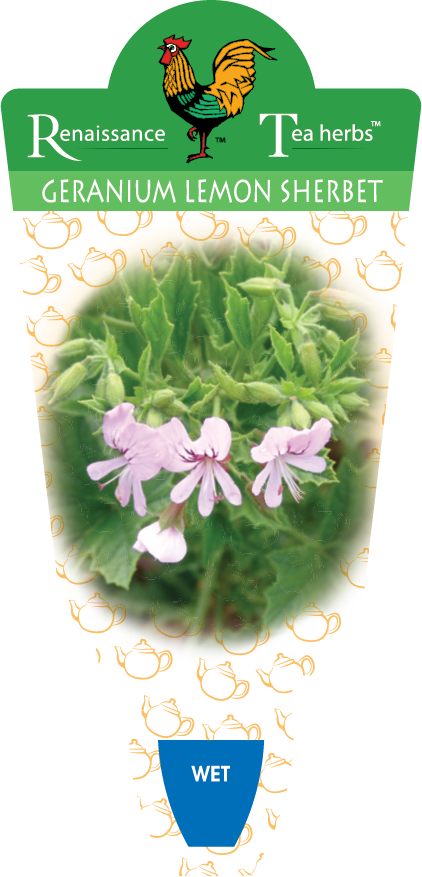 Geranium - Lemon Sherbet - Renaissance Herbs - Perth Garden Centre