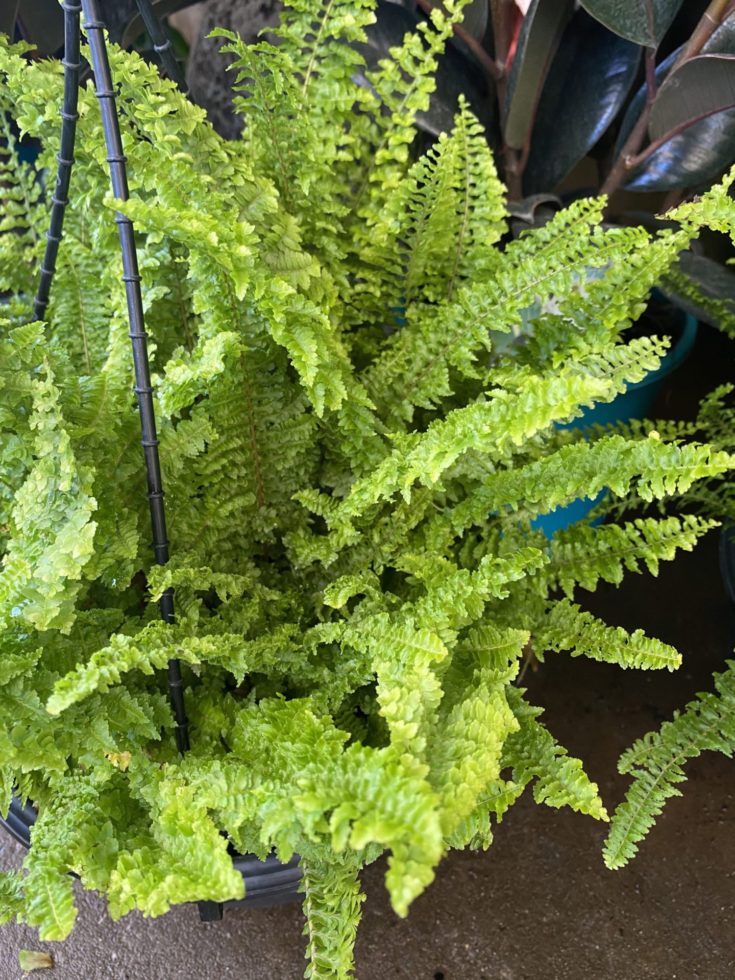 Nephrolepis - Fluffy Ruffles - Guildford Garden Centre