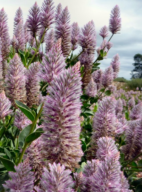 Ptilotus - Mulla Mulla - Joey - Guildford Garden Centre