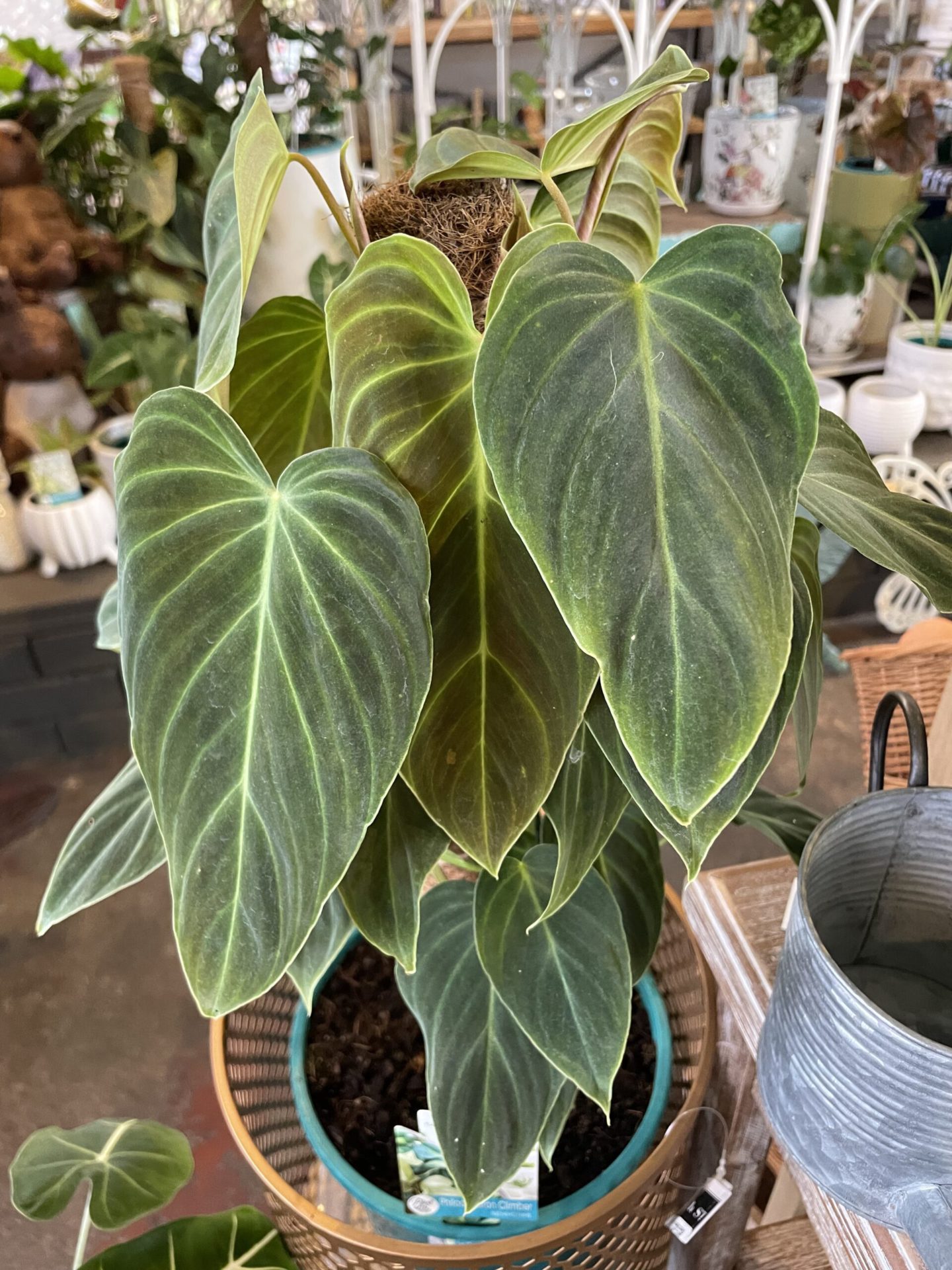 Philodendron - Splendid - Guildford Garden Centre